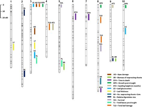 Location Of Putative Quantitative Trait Loci Exceeding The