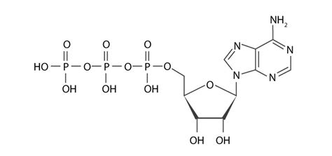 Nucleotides And Nucleosides Definition Structure Function Types