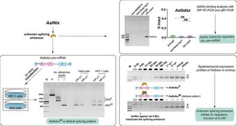 Alternative Splicing Patterns Of Doublesex Reveal A Missing Link