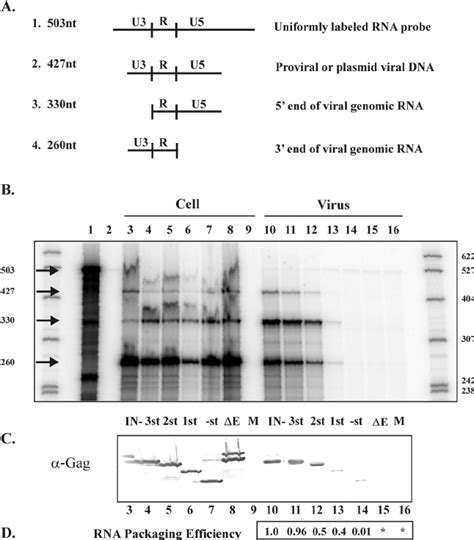 Rna Packaging Ef Fi Ciencies Of Fv Gag C Terminal Truncation Mutants