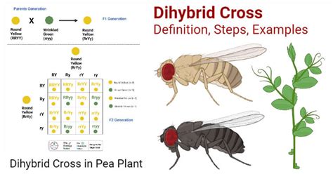 Dihybrid Cross Definition Steps And Process With Examples