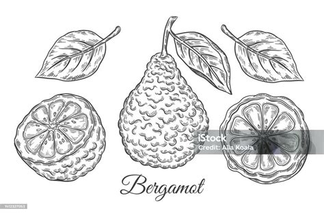 Bergamot Buah Berair Jeruk Nipis Kaffir Set Sketsa Garis Besar Botani
