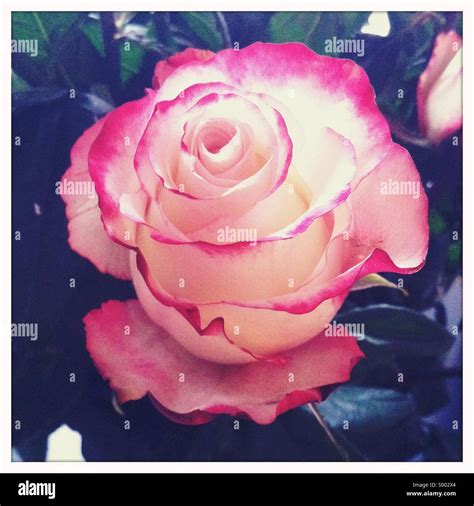 Rote Rose Nahaufnahme Stockfotos Und Bilder Kaufen Alamy
