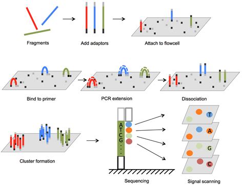Next Generation Sequencing Schematic