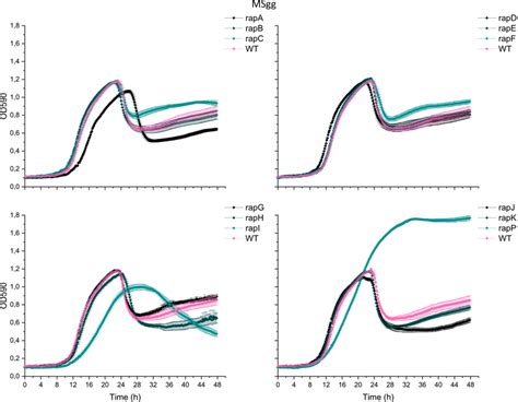 Growth Of Bacillus Subtilis Wt And Single ∆rap‐phr Mutants In Msgg Wt