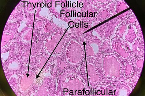 Histology Of Thyroid Gland