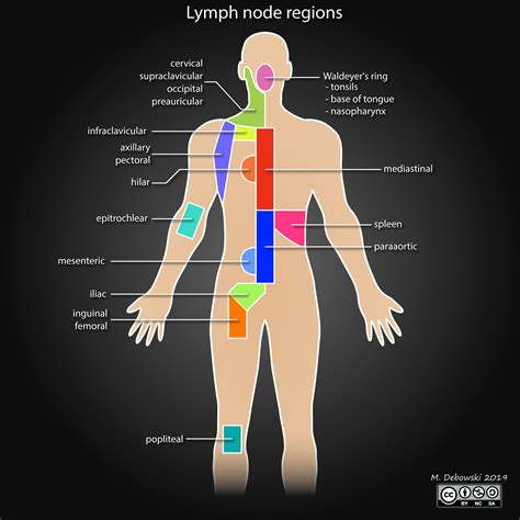 Lymph Node Regions Illustration Image