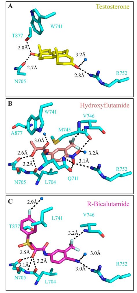 Detailed View Of The Androgen Binding Site In Complex With A