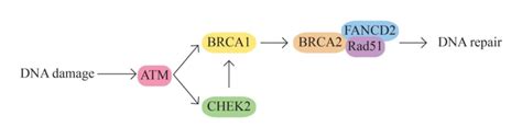Brca1 And Brca2 Pathway B The Mapk Erk Pathway That Acts Through The