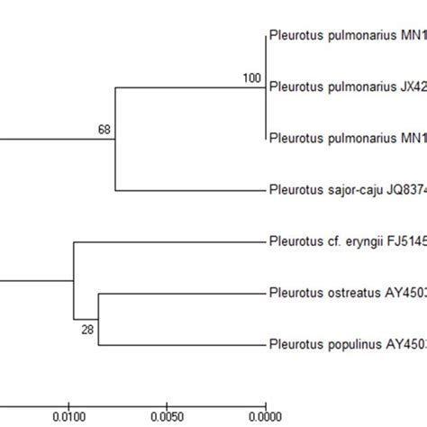 Upgma Trees Based On Its Sequences Showing The Phylogenetic