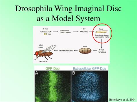 Ppt Morphogen Gradient Formation Through Interactions With Hspg An