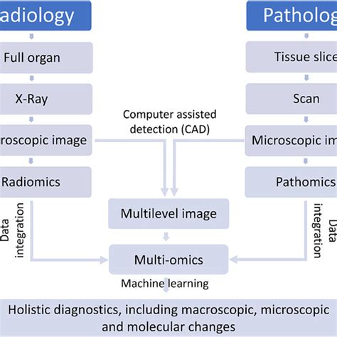 Workflow To Visualize And Analyze Organs And Tissues In Radiology And