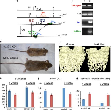 Osteoblast Specific Sox2 Conditional Knockout Mice Are Smaller And Have