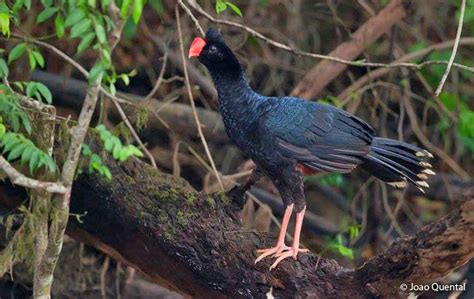 razor billed curassow