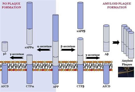 App Processing α Secretase And γ Secretase Produce Non Plaque Forming