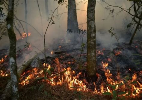 Se Anticipa Como Muy Peligrosa Temporada De Incendios Forestales 2024