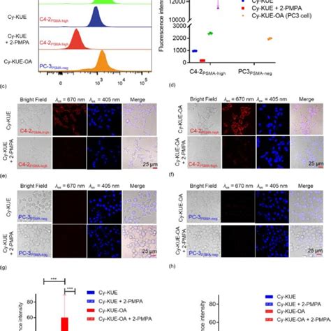 Cellular Binding Affinity And Specificity Of Cy Kue And Cy Kue Oa Flow