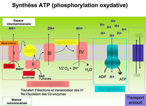 Phosphorylation Atp
