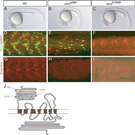 The Extracellular Domain Of Smoothened Regulates Ciliary Localization