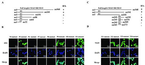 Fine Mapping Of Epitopes Recognized By 6e8 And 9a10 Schematic Diagram