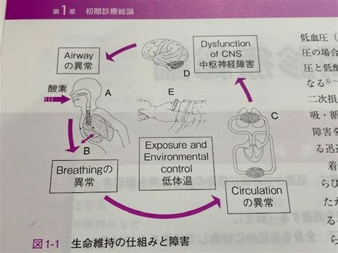 「生命維持の生理的基本は大気中の酸素を体内に取り込み全身に供給する」でした 工藤先生ブログを杖と松明として己が医学・医療・医業の生成発展を