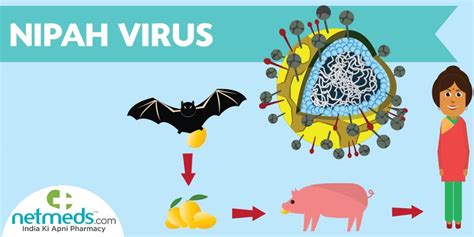 How Is Nipah Transmitted Is The Nipah Virus Airborne Abtc