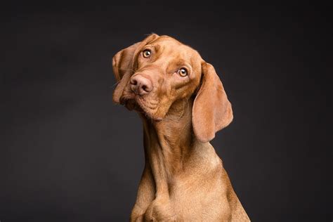 Hoe Verwijder Ik Een Teek Bij Mijn Hond Ehbo Koffer Be