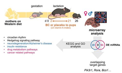 β‐carotene Impacts The Liver Microrna Profile In A Sex‐specific Manner