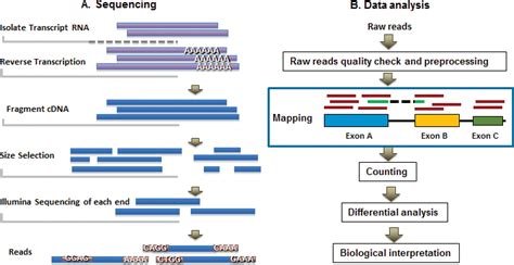 Bioinformatics For Rna‐seq Data Analysis Rna Seq Blog