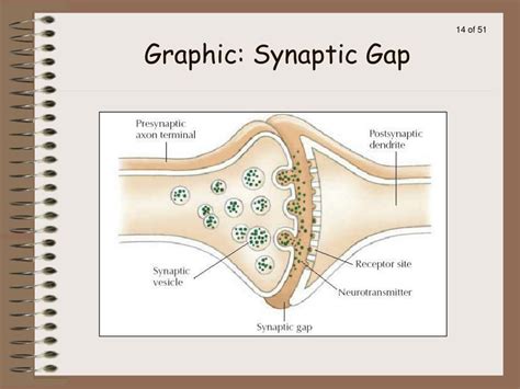 ppt chapter 2 neuroscience powerpoint presentation free download