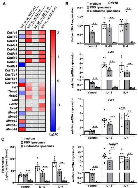 Ijms Free Full Text The Role Of Il 13 And Il 4 In Adipose Tissue
