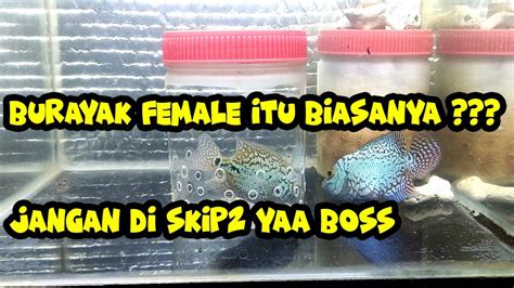 Tips Membedakan Burayak Louhan Jantan Dan Betina Youtube