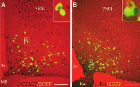 Leptin Induces P Stat3 And C Fos In Pomc Egfp Neurons In The Arc