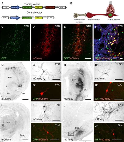Monosynaptic Tracing Using Modified Rabies Virus Reveals Early And