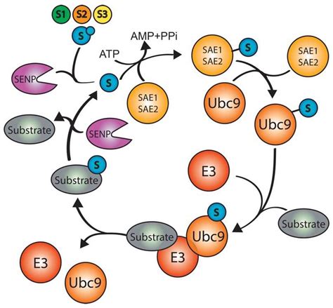 Ijms Free Full Text Insights In Post Translational Modifications