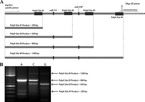 The Hsp70 3 Mrna Transcript Is Expressed With Multiple 3 Utr Lengths