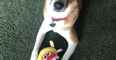 1 Year Adoptiversary Album On Imgur