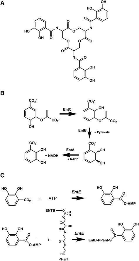 Structure Of The Entb Multidomain Nonribosomal Peptide Synthetase And