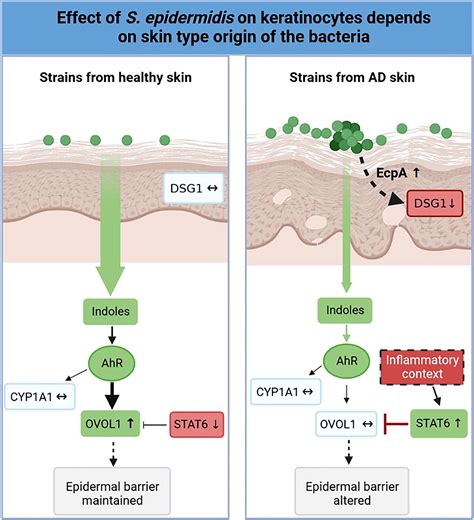Frontiers Staphylococcus Epidermidis Isolates From Atopic Or Healthy