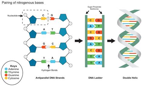 Basa Nitrogen Dna
