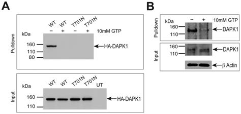 A Gtp Binding By Wild Type And Gtp Binding Dead Mutated Ha Tagged