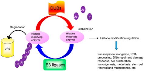 Cells Free Full Text Ubiquitin Regulation The Histone Modifying