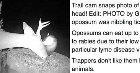 surprisingly helpful opossum spotted removing ticks from a deer s face