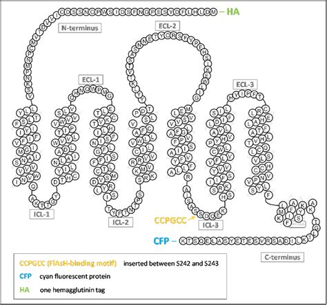 Protein Sequence Of The Human Ackr3 Depicting The Insertion Positions
