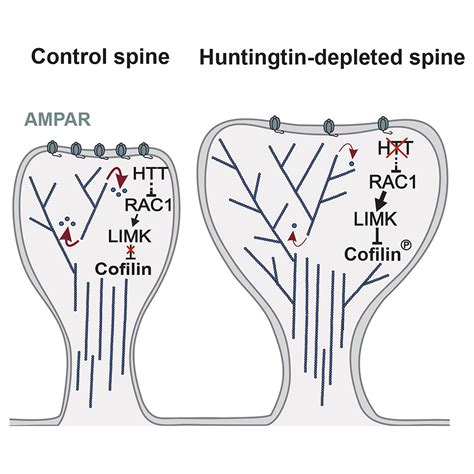 Huntingtin Coordinates Dendritic Spine Morphology And Function Through