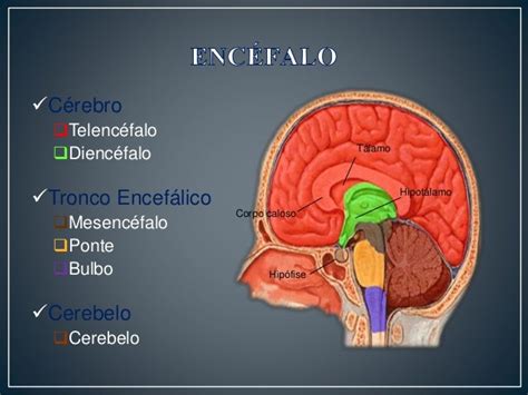 Sistema Nervoso