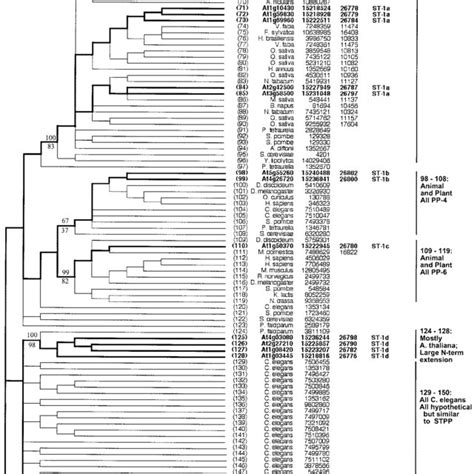 Radial Phylogenetic Tree From Pp2c Protein Phosphatase Sequence