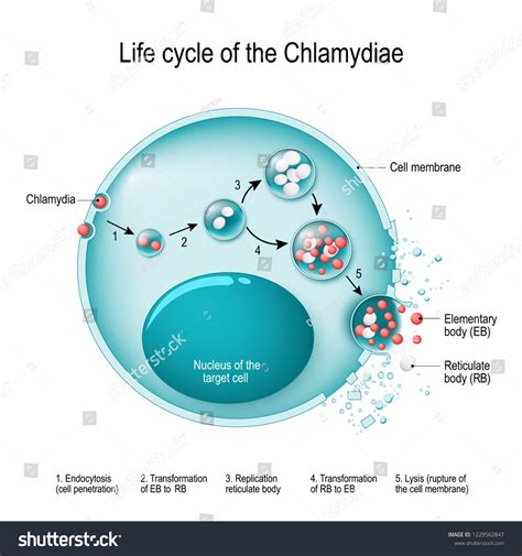 Chlamydia Life Cycle Bacteria Sexually Transmitted Stock Illustration