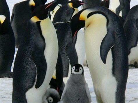 Catástrofe Miles De Crías De Pingüinos Emperadores Se Ahogaron En La