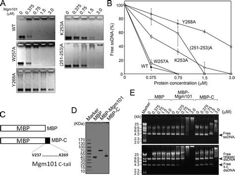 A Short Carboxyl Terminal Tail Is Required For Single Stranded Dna